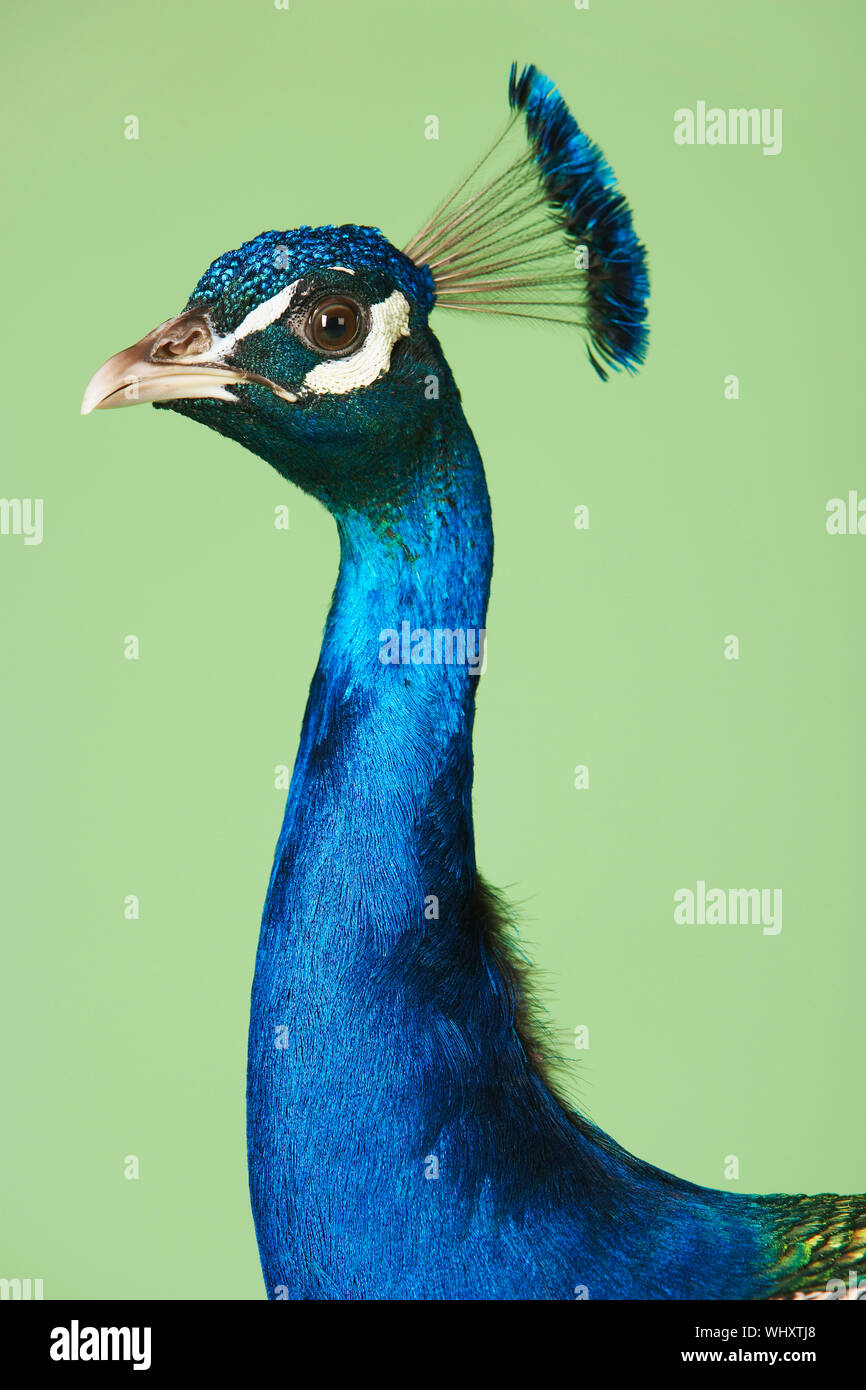 Closeup side view of a beautiful cropped peacock against green ...