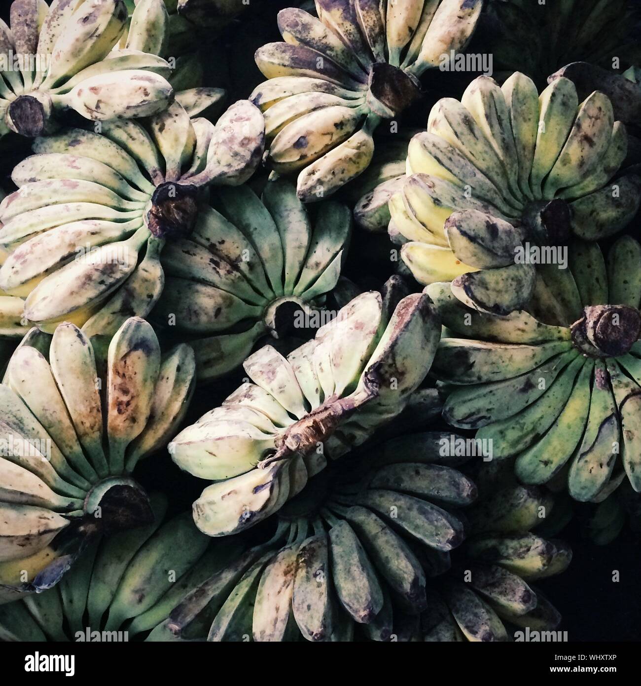 Bunch Bunches Of Banana High Resolution Stock Photography and Images ...