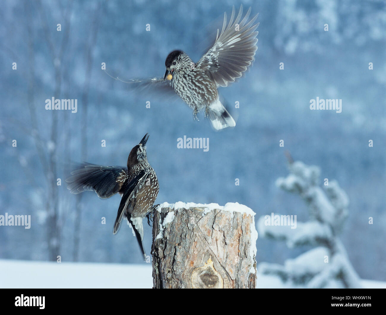Birds in Flight Stock Photo - Alamy