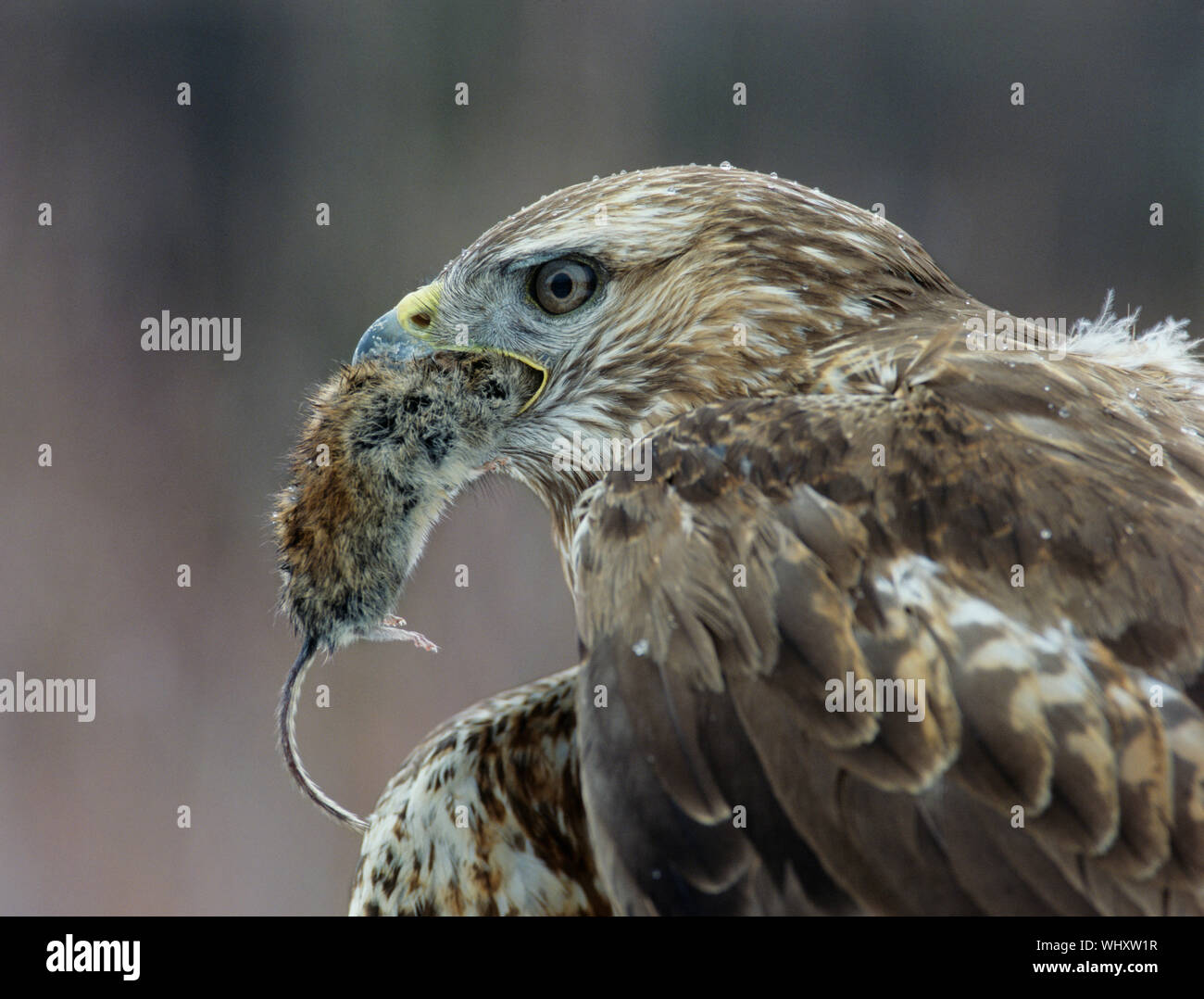 Hawk Eating Mouse Stock Photo - Alamy