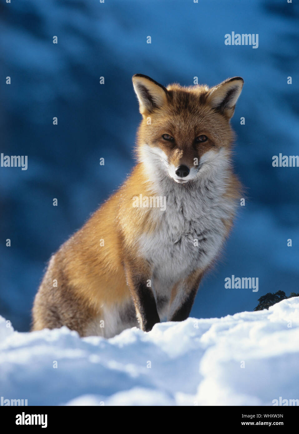 Fox sat down hi-res stock photography and images - Alamy