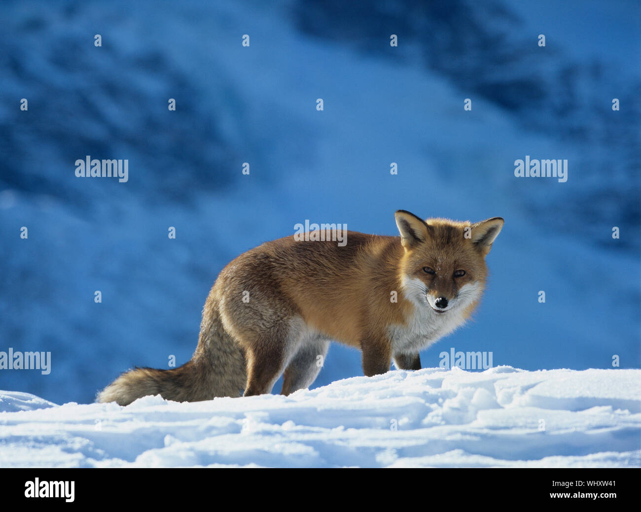 Red Fox in Snowy Field Stock Photo - Alamy