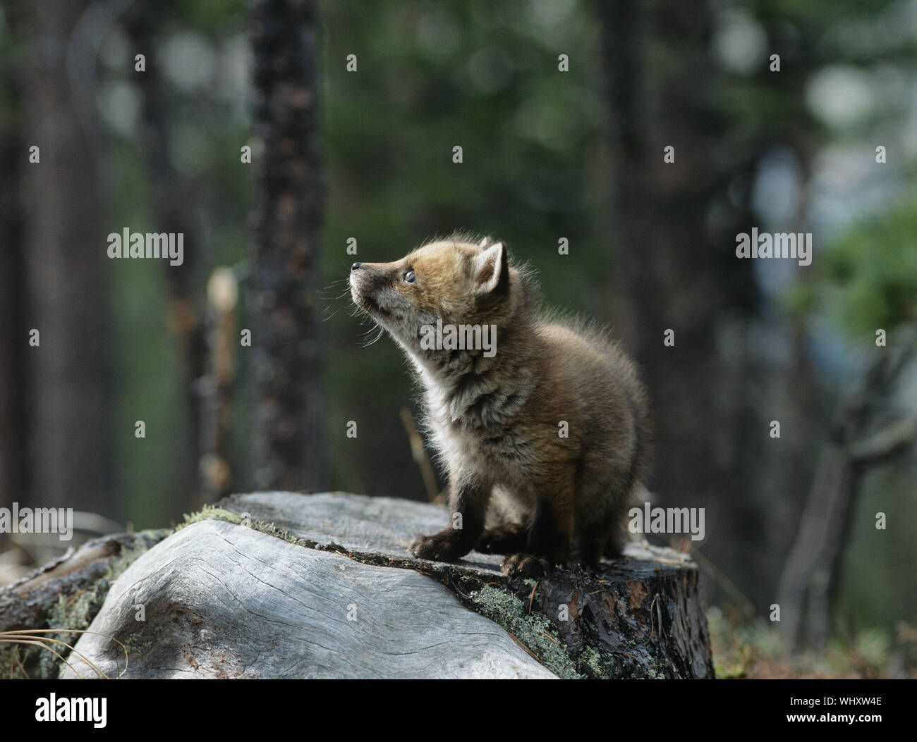 Fox and cubs woodland hi-res stock photography and images - Alamy