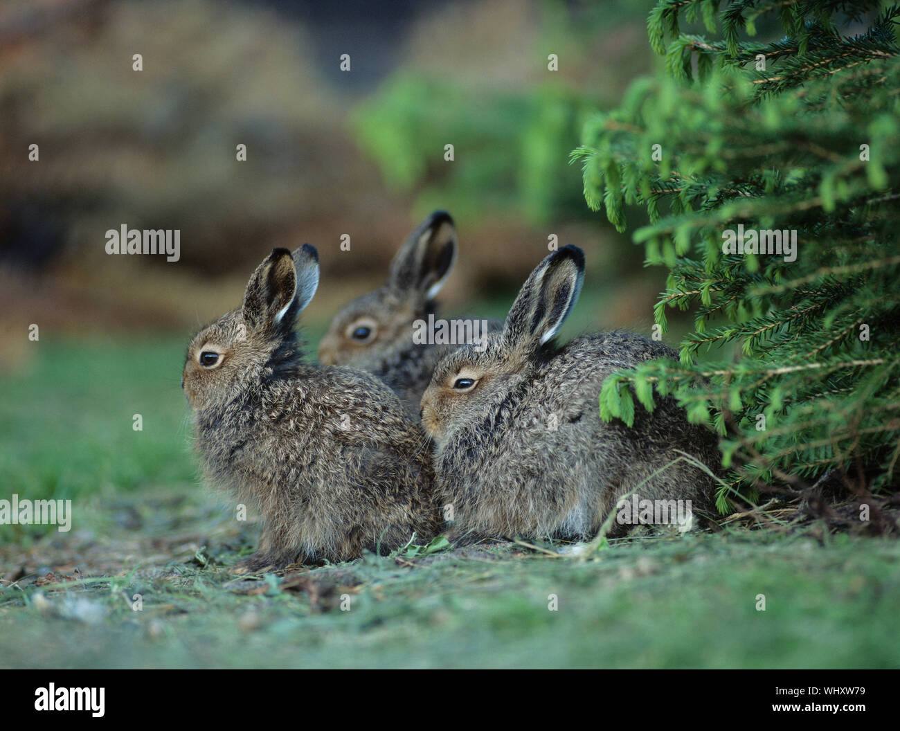 3 three bunny rabbit bunny rabbits hi-res stock photography and images ...