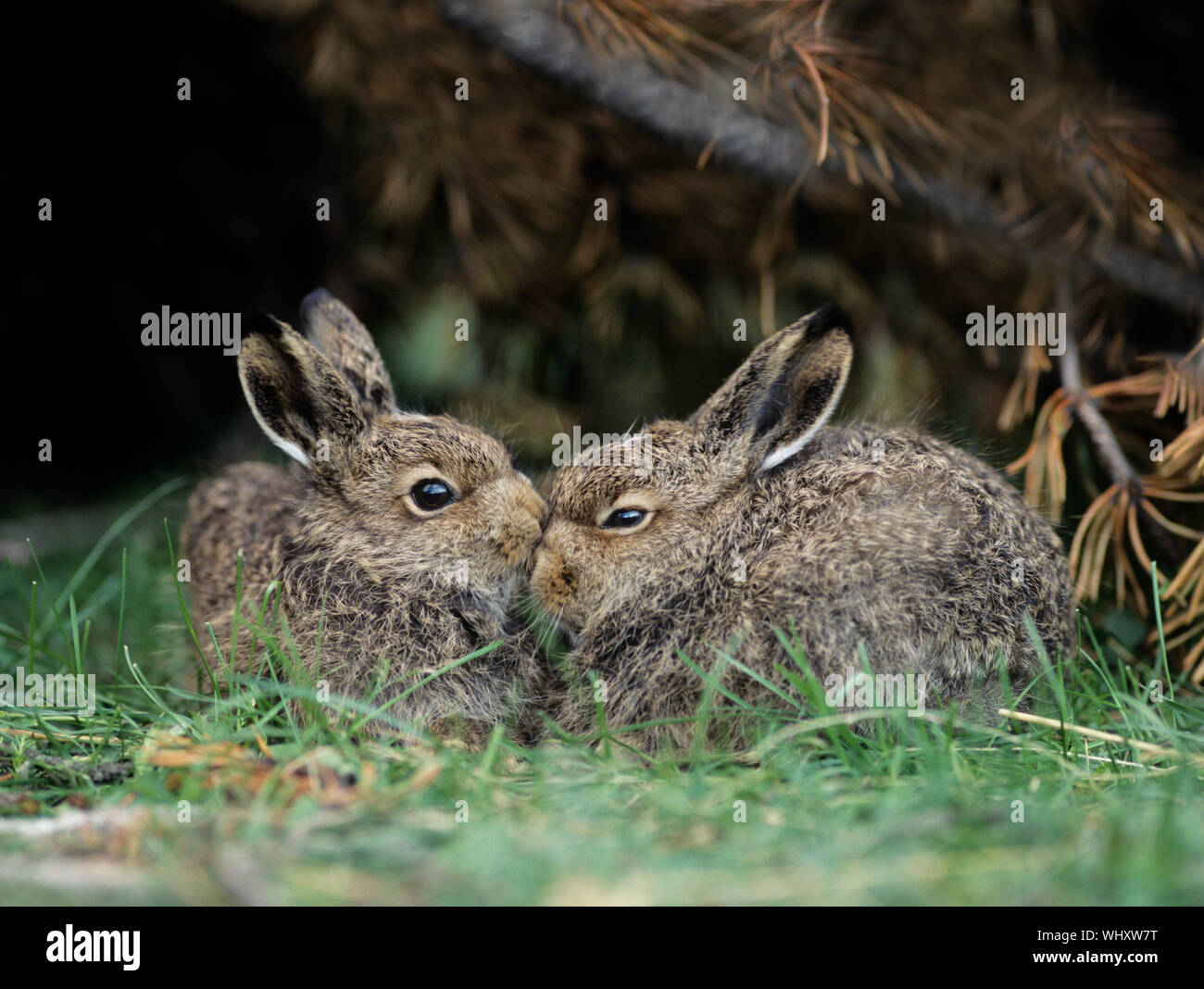Rabbits interacting hi-res stock photography and images - Alamy