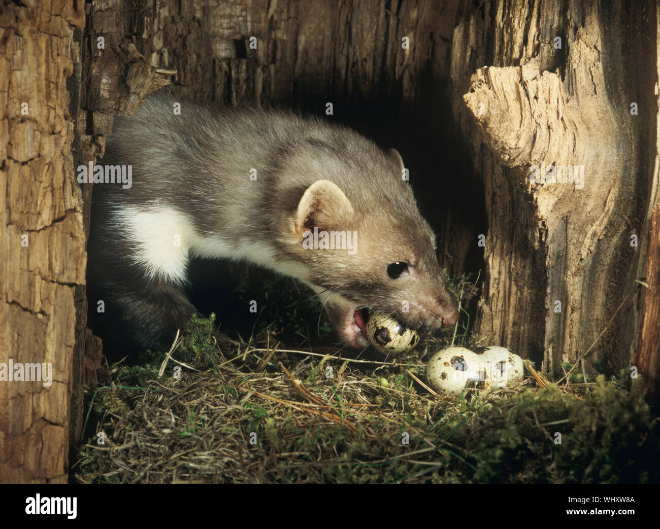 Weasel Stealing Eggs from Nest Stock Photo - Alamy
