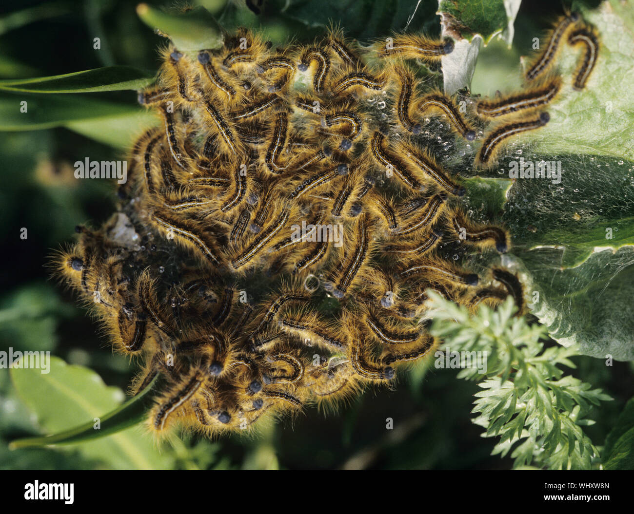 Eastern tent caterpillar moth hi-res stock photography and images - Alamy
