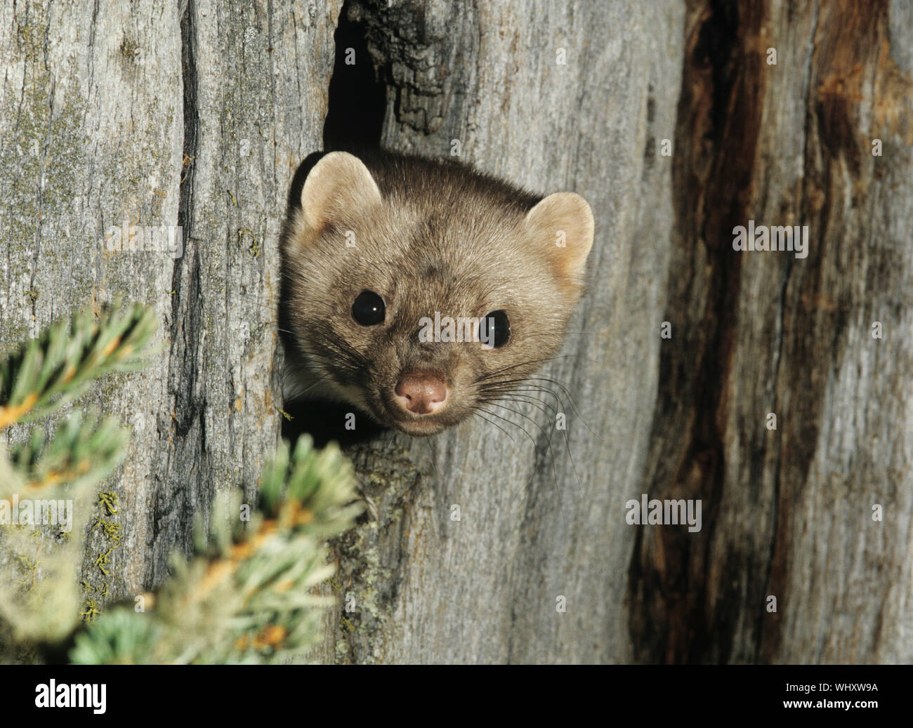 Weasel peeking hi-res stock photography and images - Alamy