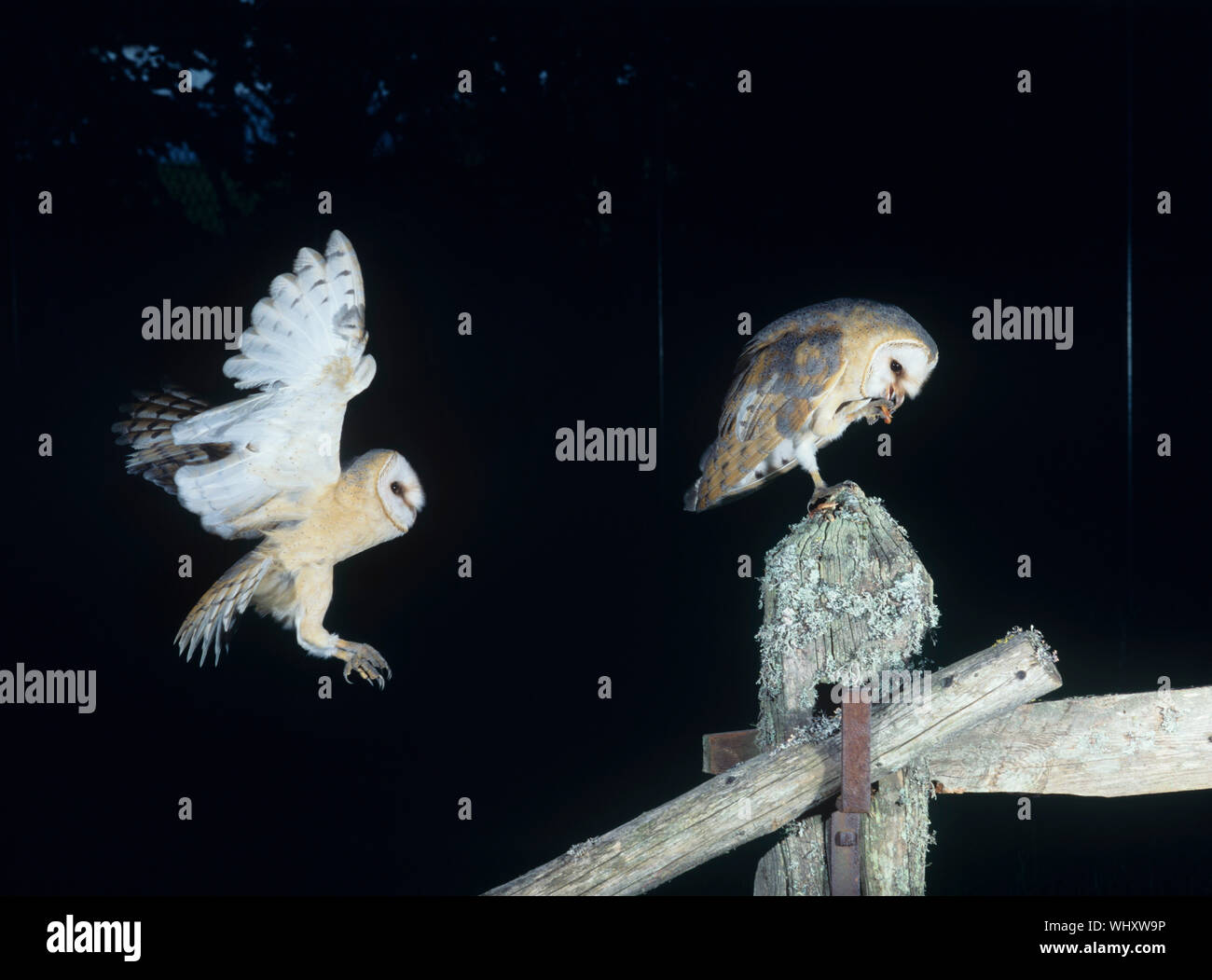 Two common owls hi-res stock photography and images - Alamy