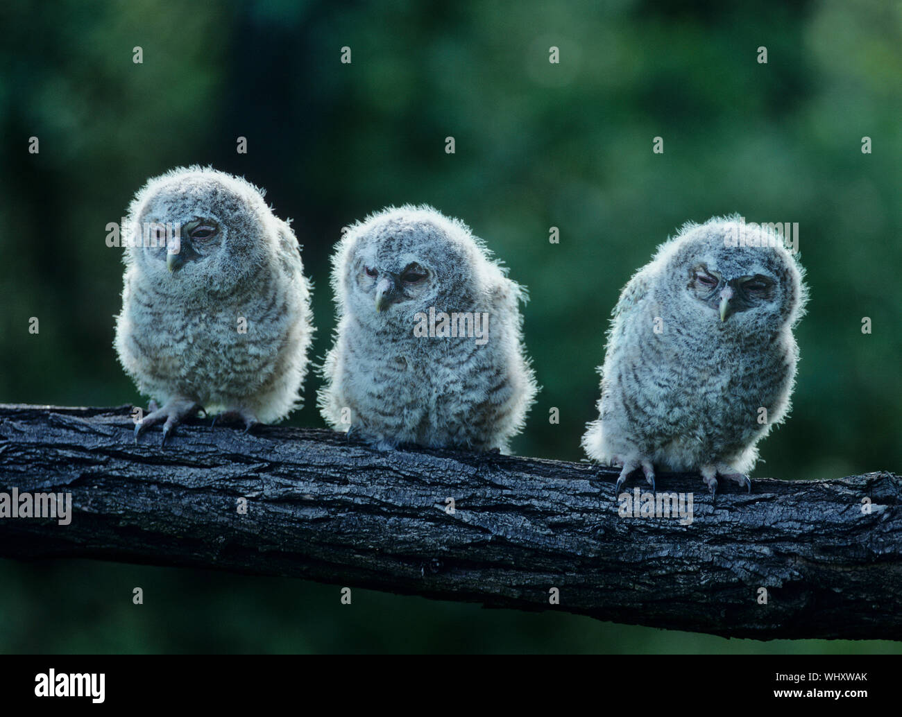 Similarity baby hi-res stock photography and images - Alamy