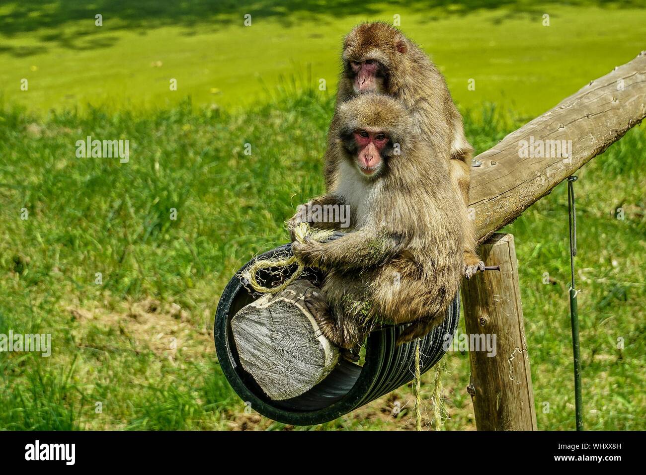 Monkey On Pole High Resolution Stock Photography and Images - Alamy