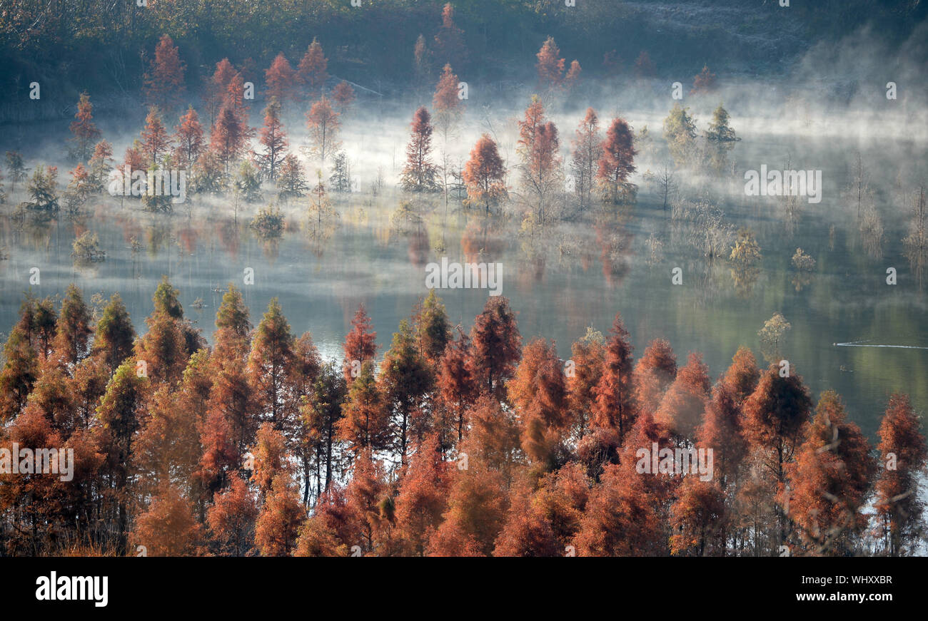 Dawn Redwood China Stock Photos & Dawn Redwood China Stock Images - Alamy