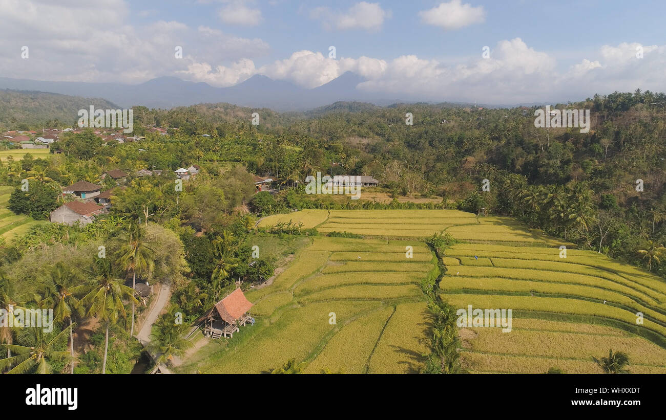 aerial view rice fields, terrace and agricultural land with crops at ...