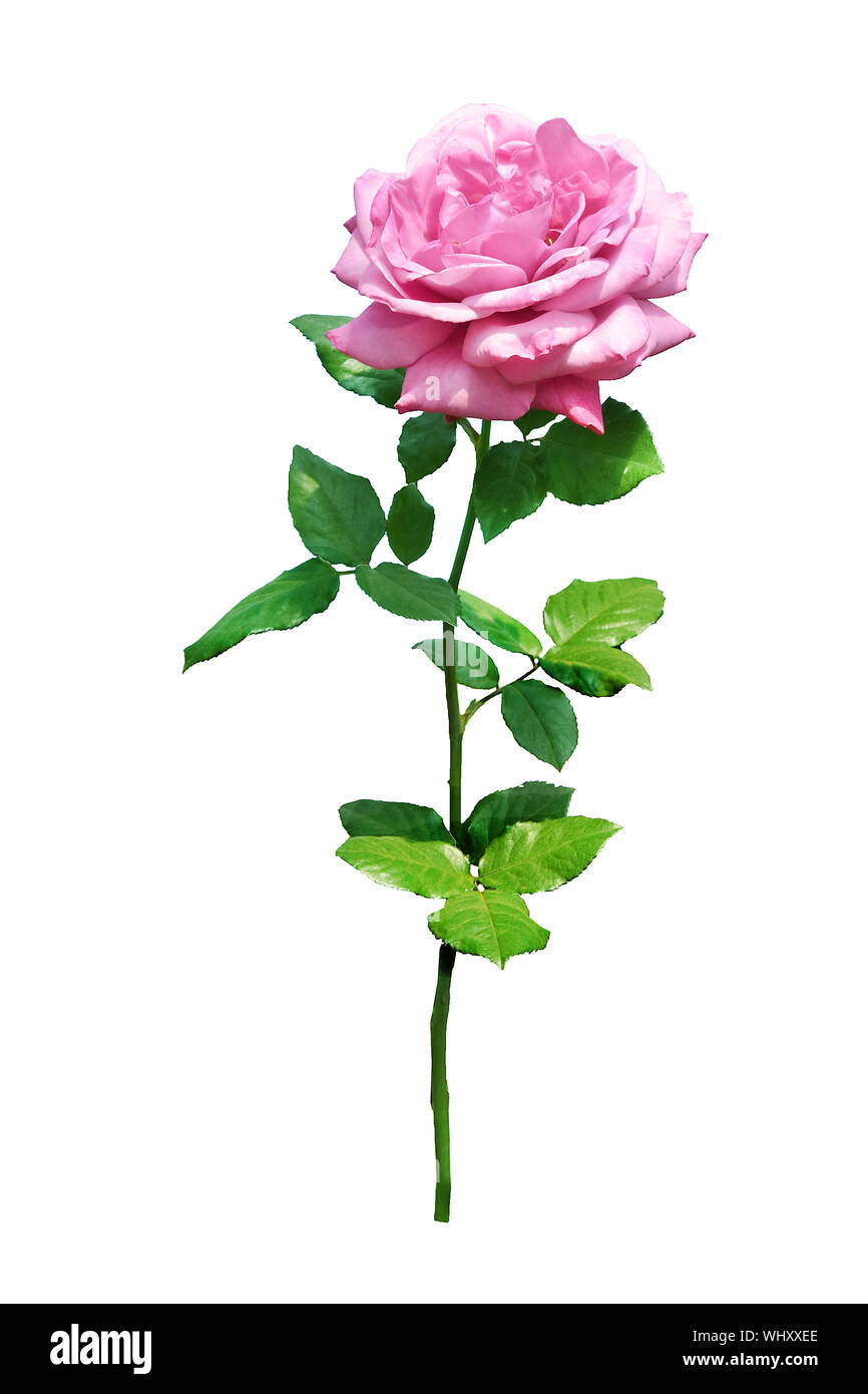 pink rose isolated on white background Stock Photo - Alamy