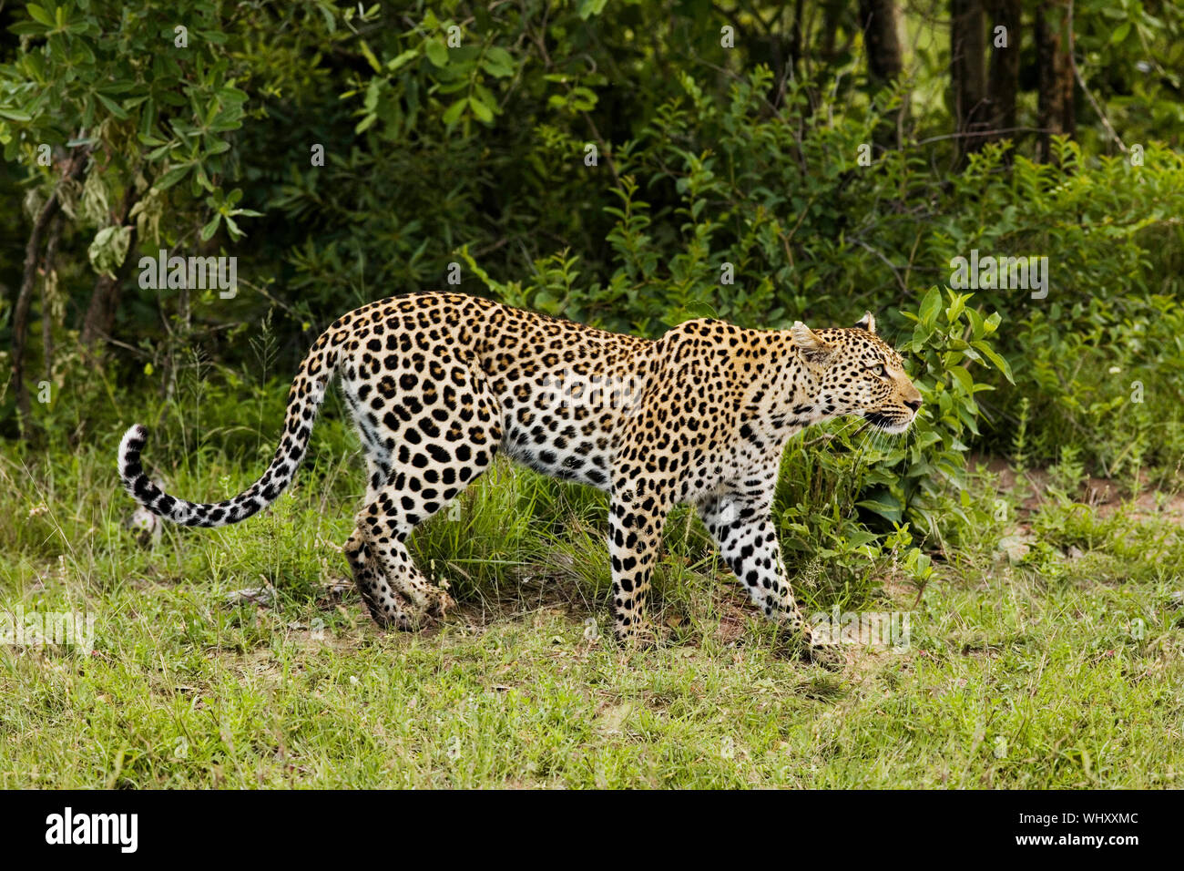 Leopard (Panthera pardus) side view Stock Photo - Alamy