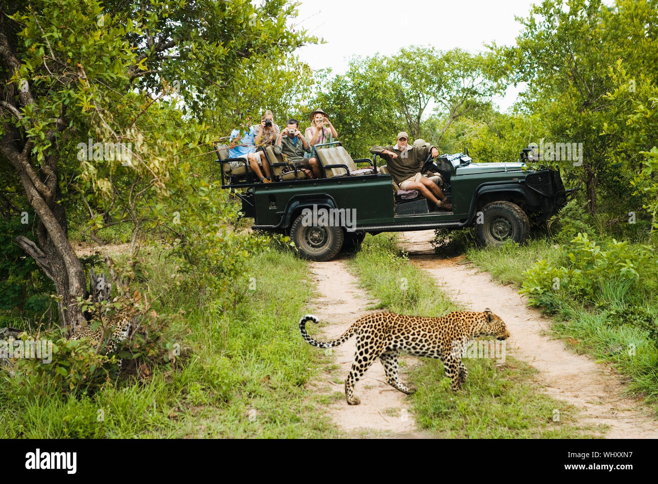 Leopard (Panthera pardus) crossing road with tourists in jeep in ...