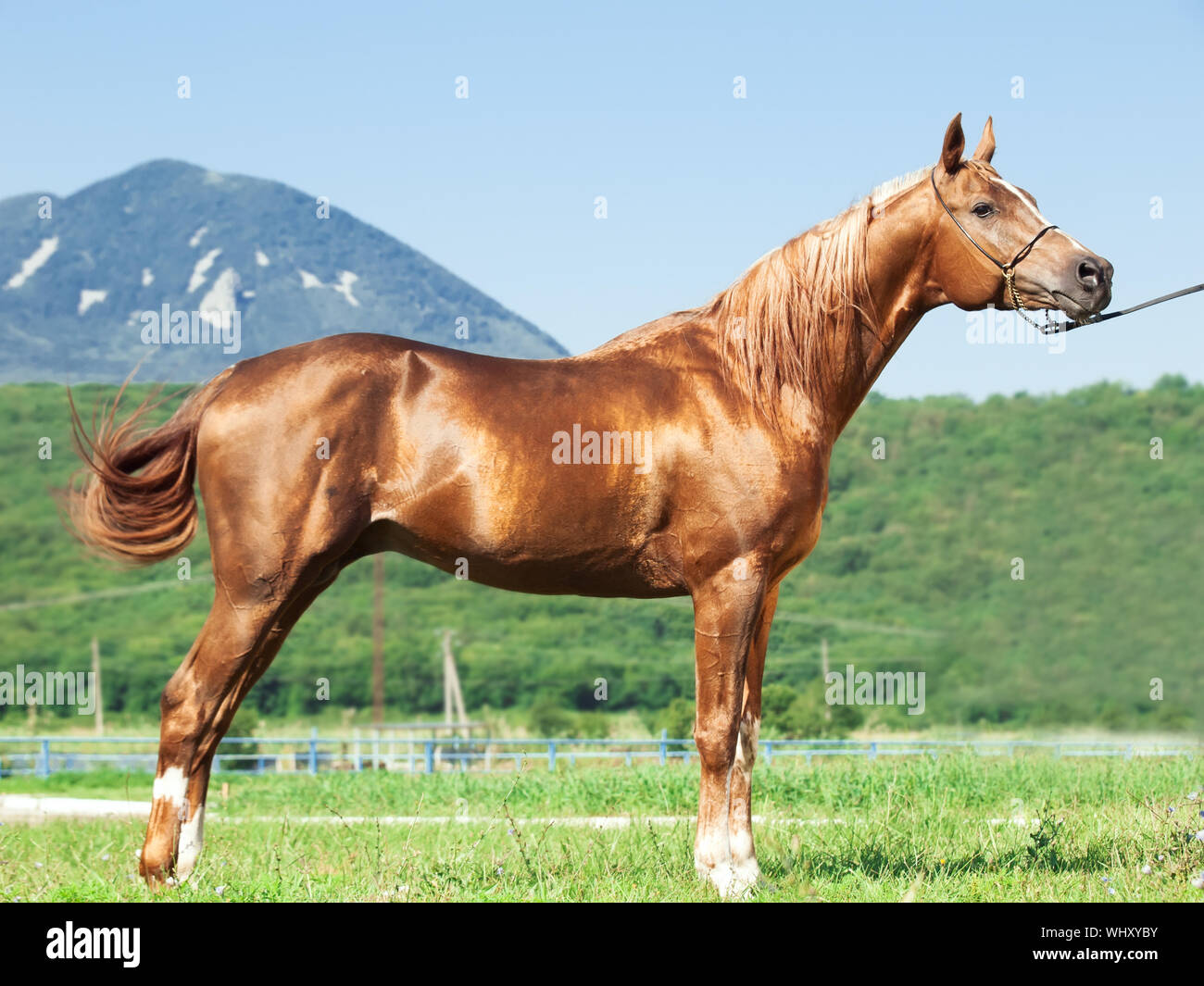 Shiny horse hi-res stock photography and images - Alamy