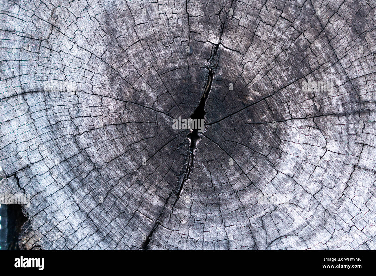 The background of the wood core that has been exposed to rain and sun ...