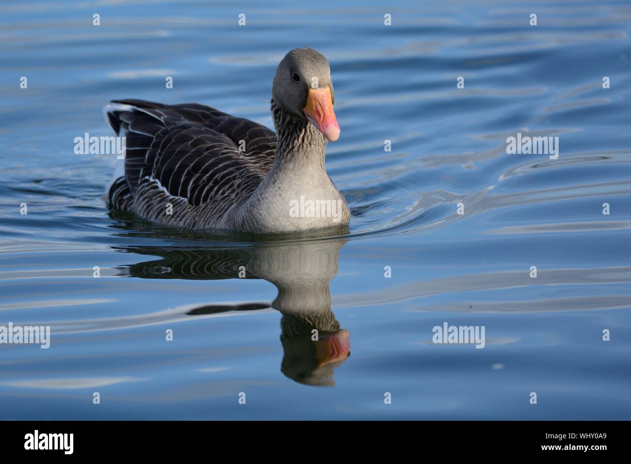 Grey bird hi-res stock photography and images - Alamy