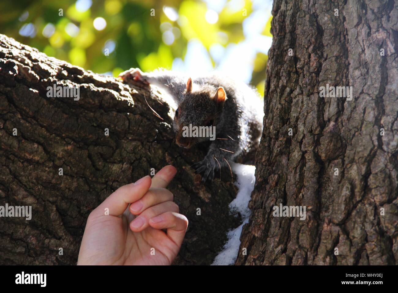 Finger pointing to tree hi-res stock photography and images - Alamy