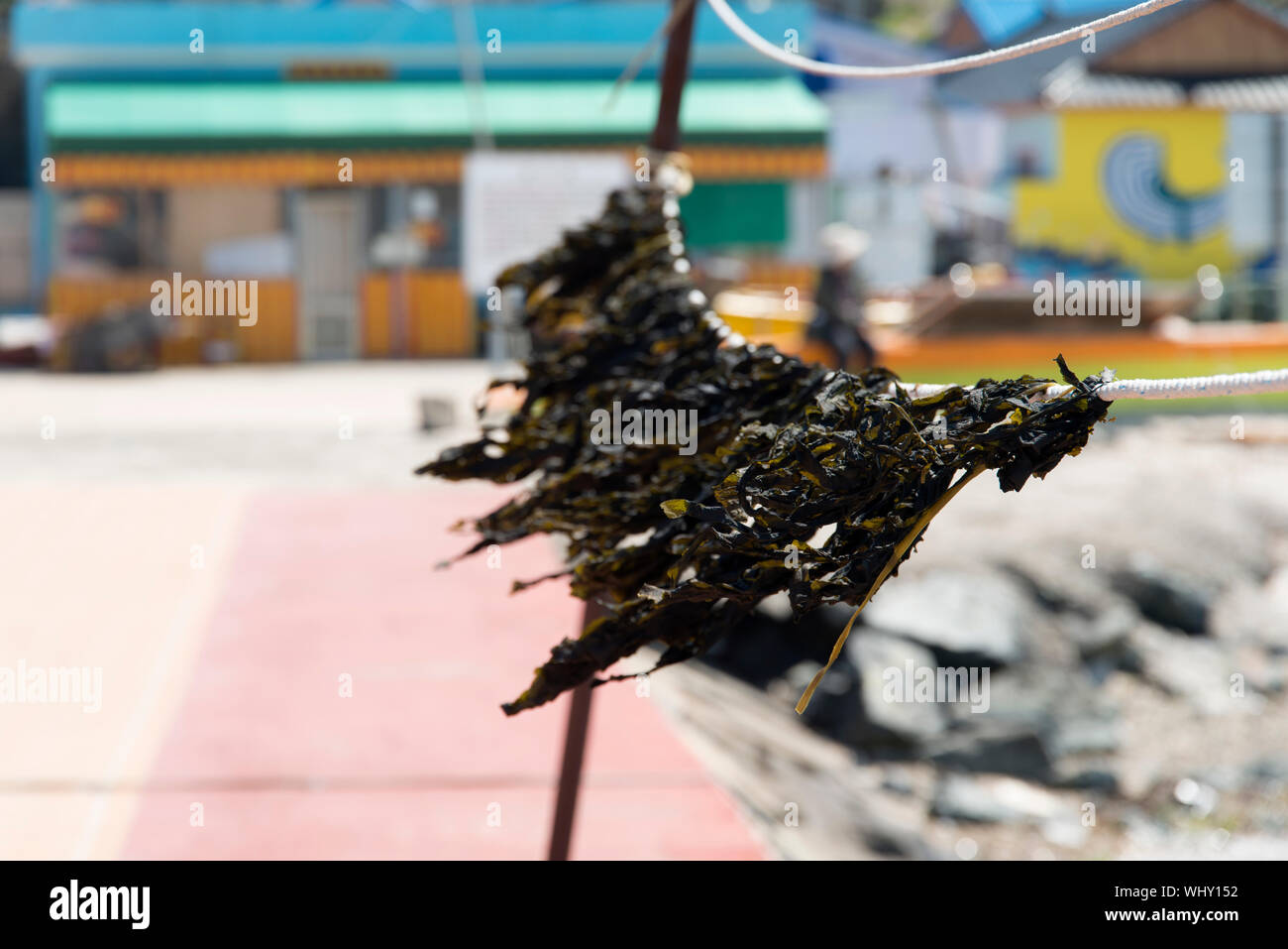 Dry Seaweeds High Resolution Stock Photography and Images - Alamy