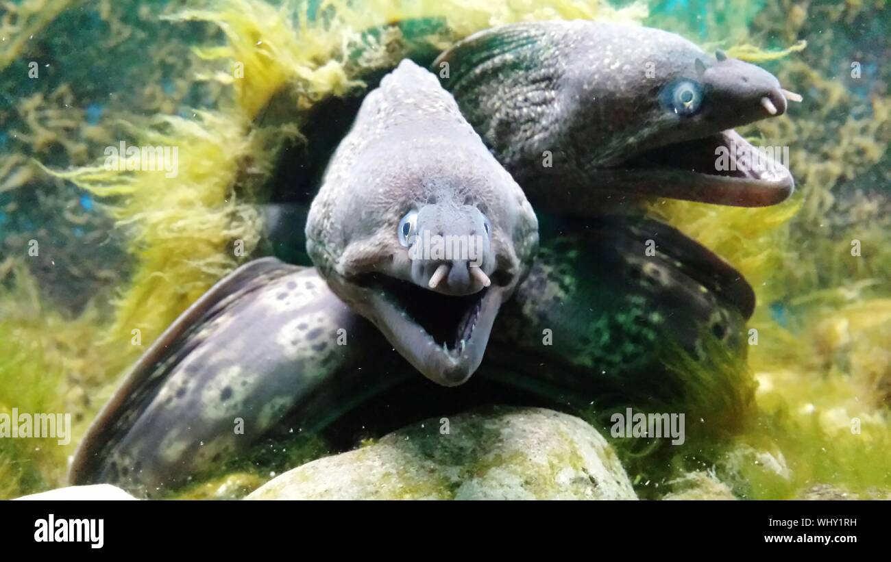 Two eels in mouth hi-res stock photography and images - Alamy