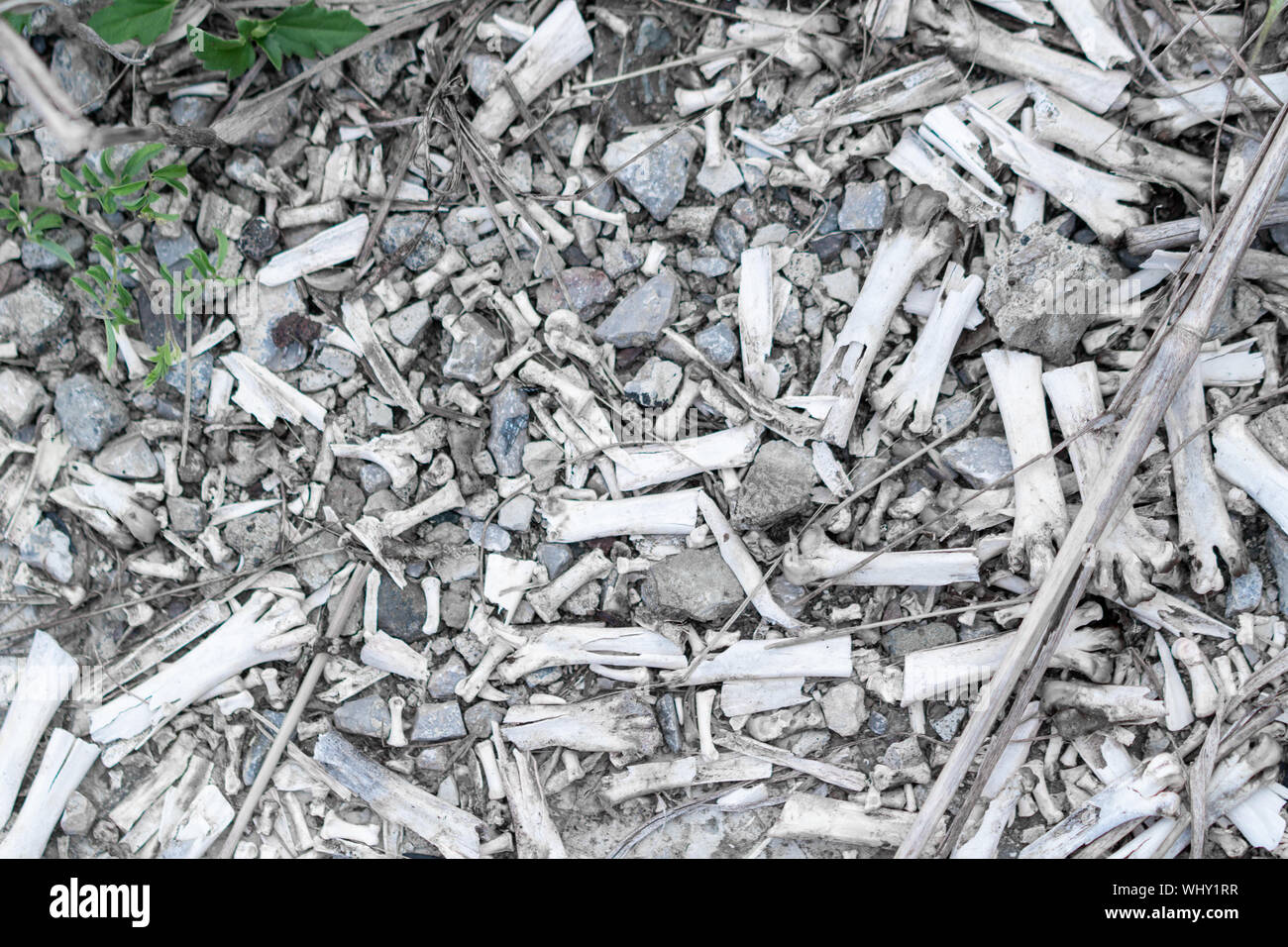 Chicken skeleton hi-res stock photography and images - Alamy