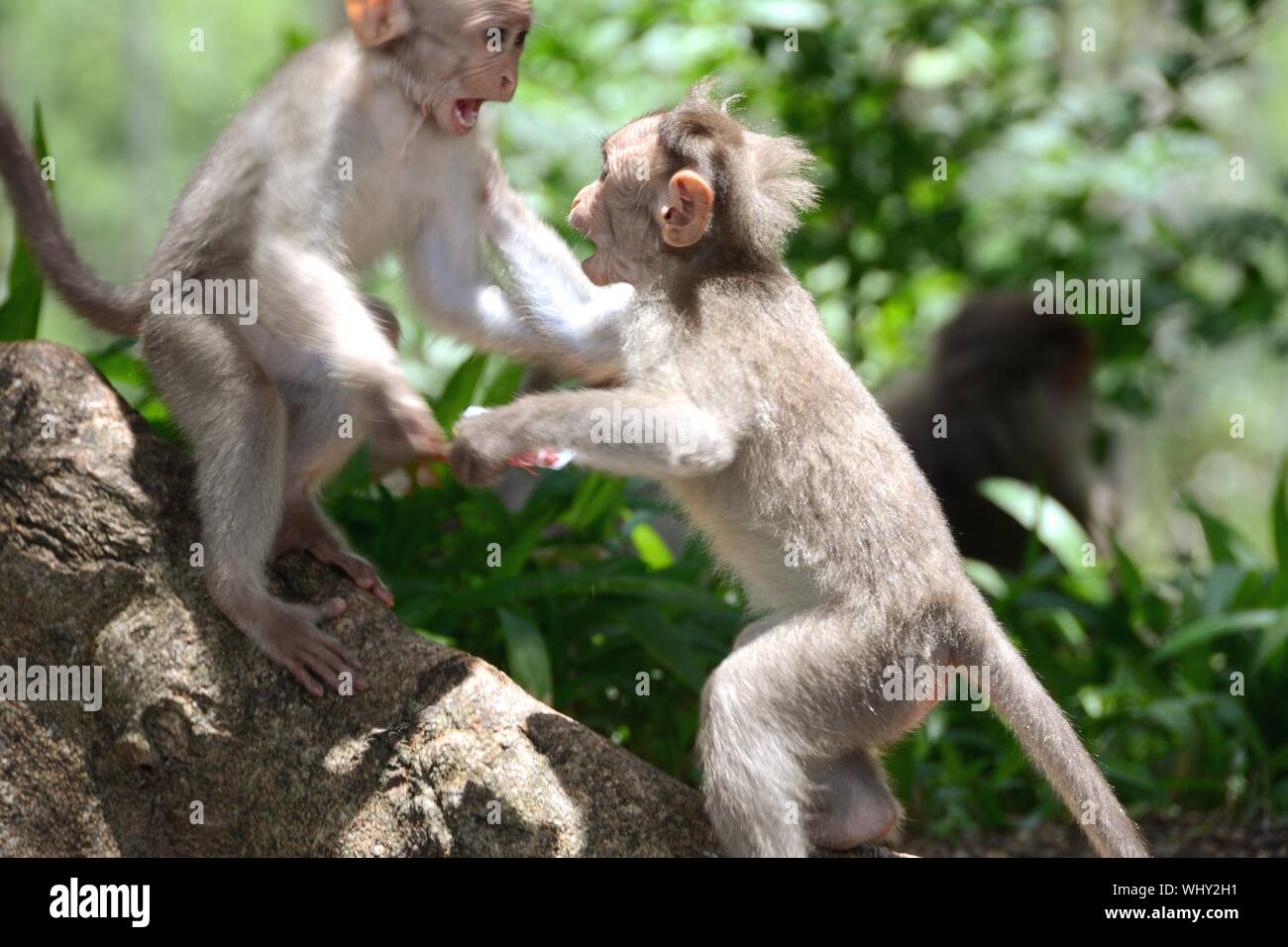 Monkeys holding hands hi-res stock photography and images - Alamy