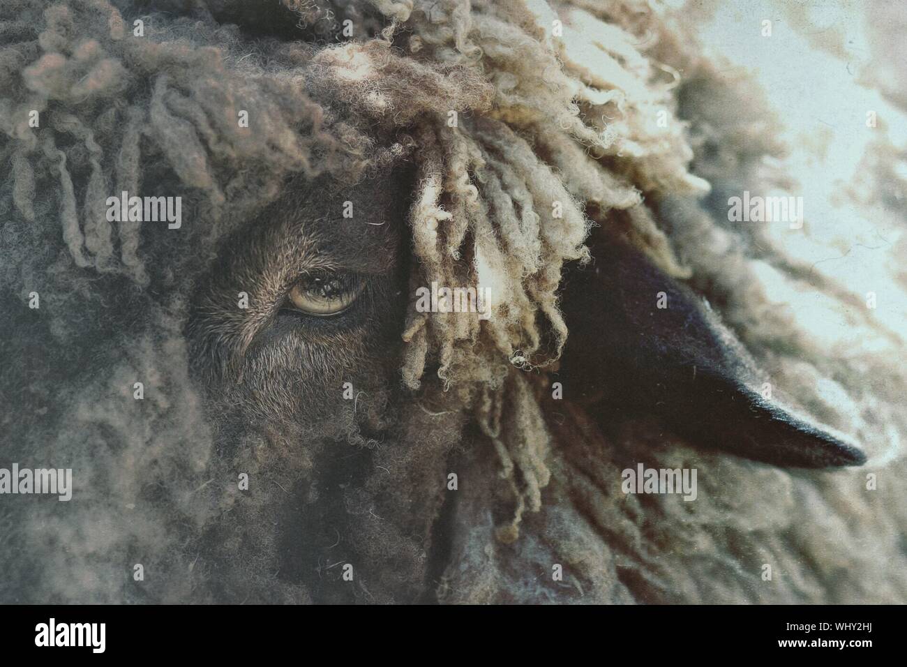 Sheep head shot hi-res stock photography and images - Alamy