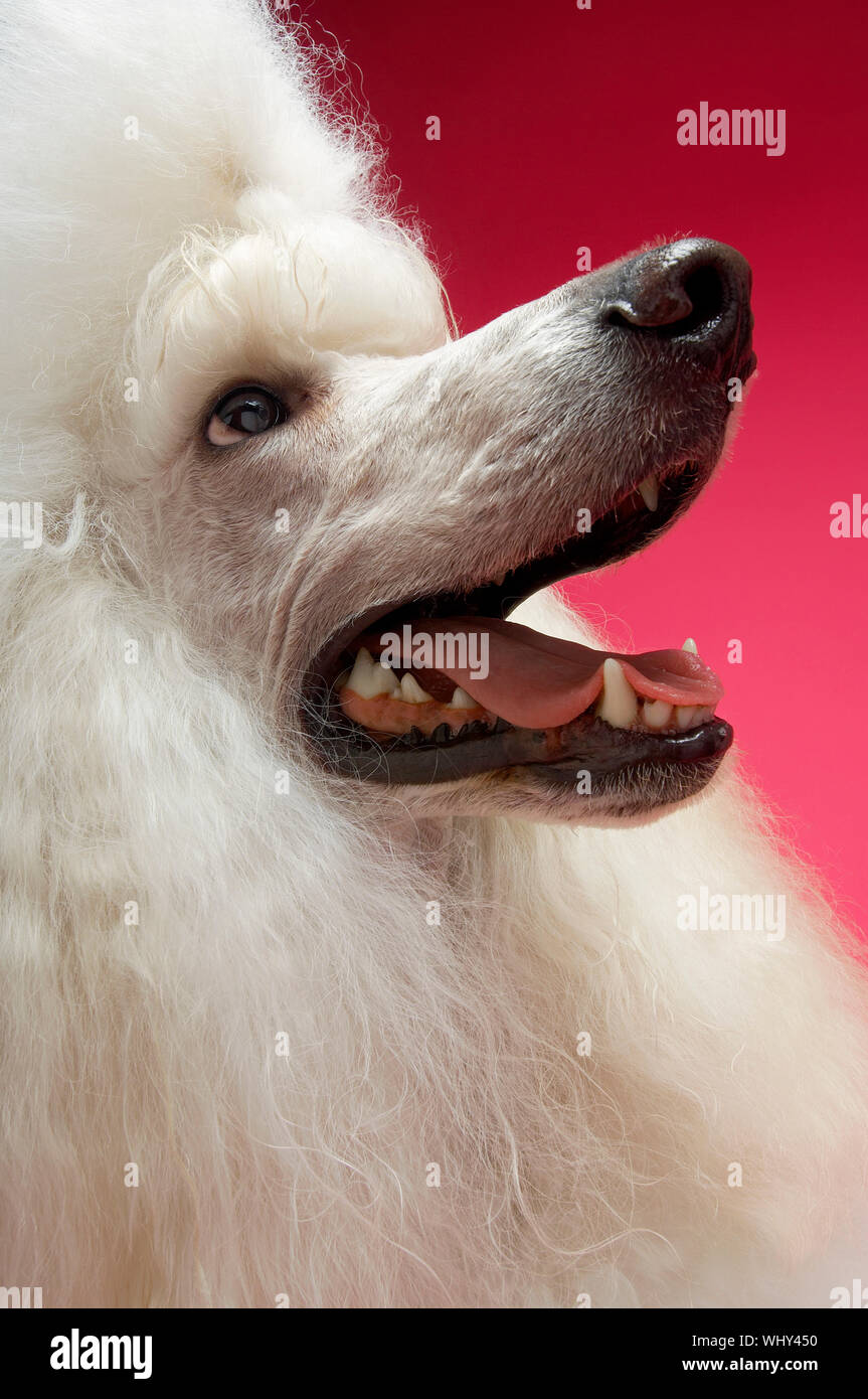 Standard poodle mouth hi-res stock photography and images - Alamy