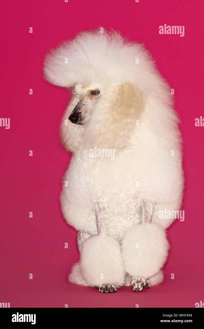 Full length of elegant White Standard Poodle sitting on pink background ...