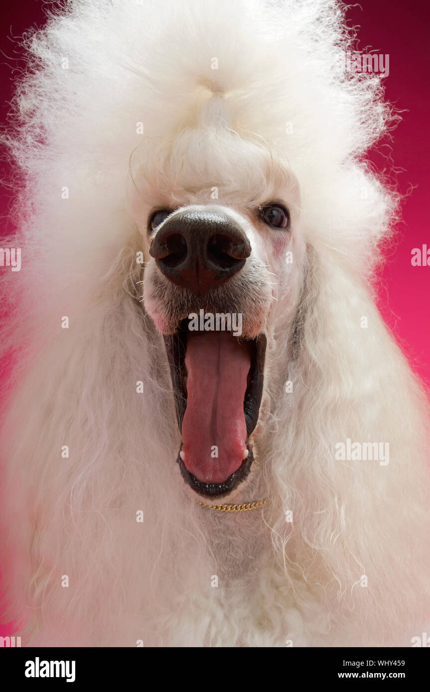 Tired adorable poodle dog yawning hi-res stock photography and images ...