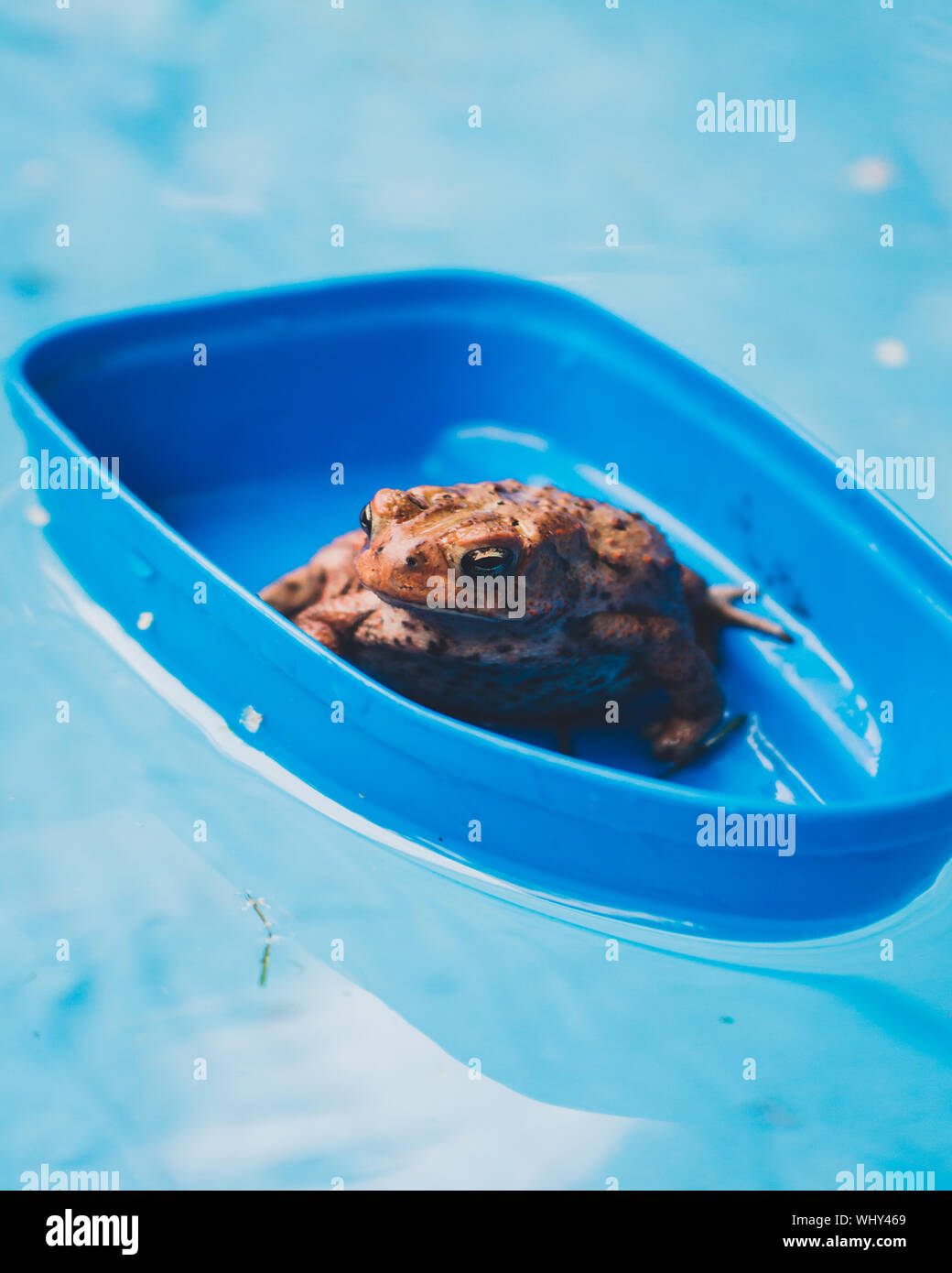 Frog in swimming pool hi-res stock photography and images - Alamy