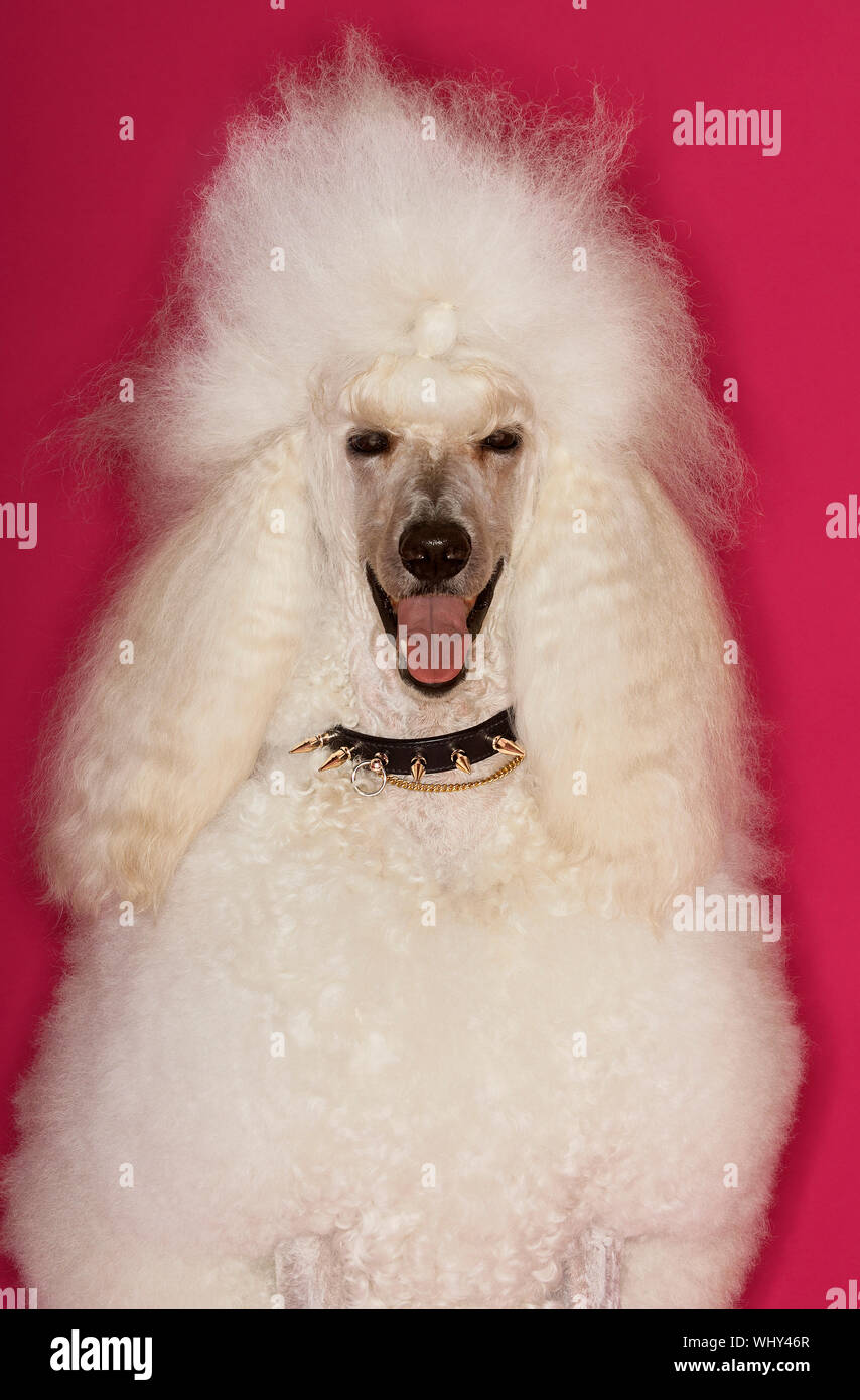 Standard Poodle High Resolution Stock Photography and Images - Alamy