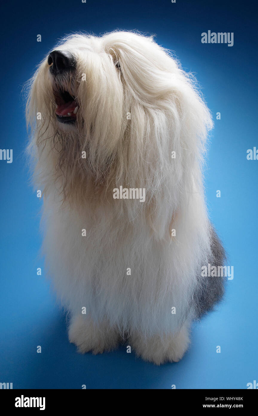 English sheepdog sitting hi-res stock photography and images - Alamy