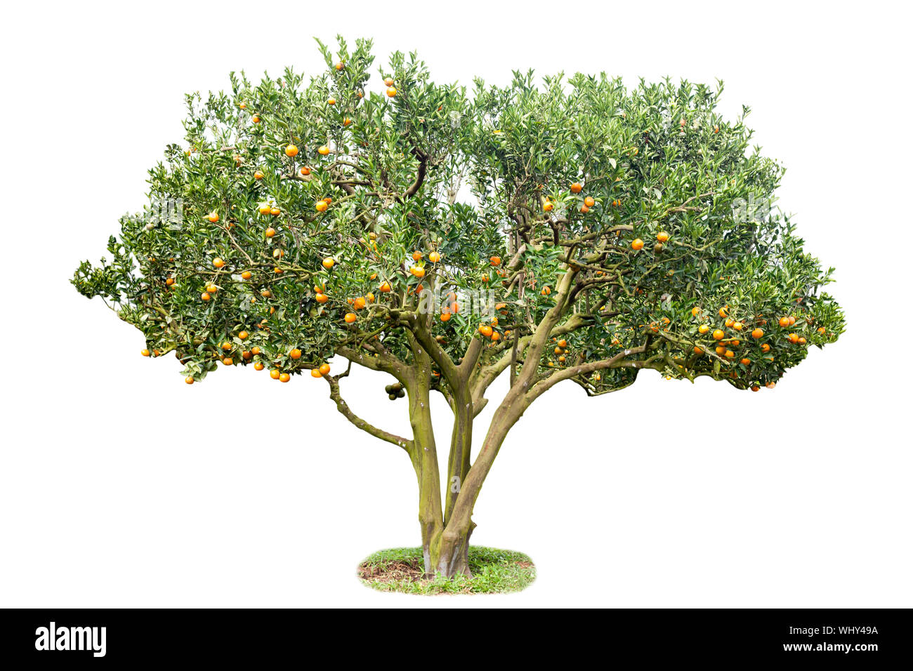 The orange tree Cut Out Stock Images & Pictures - Alamy