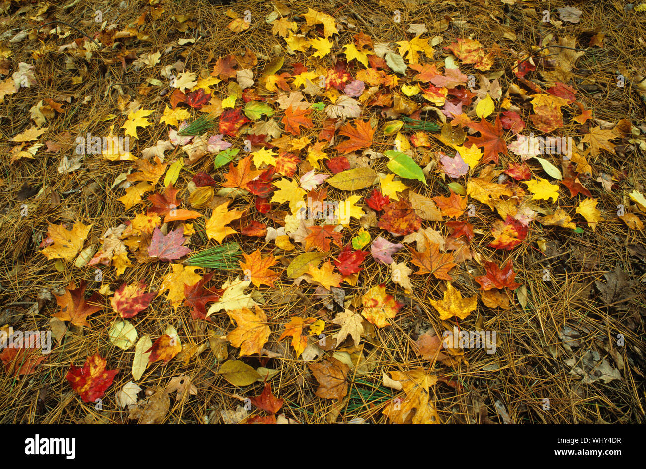 Pile of autumn leaves Stock Photo - Alamy
