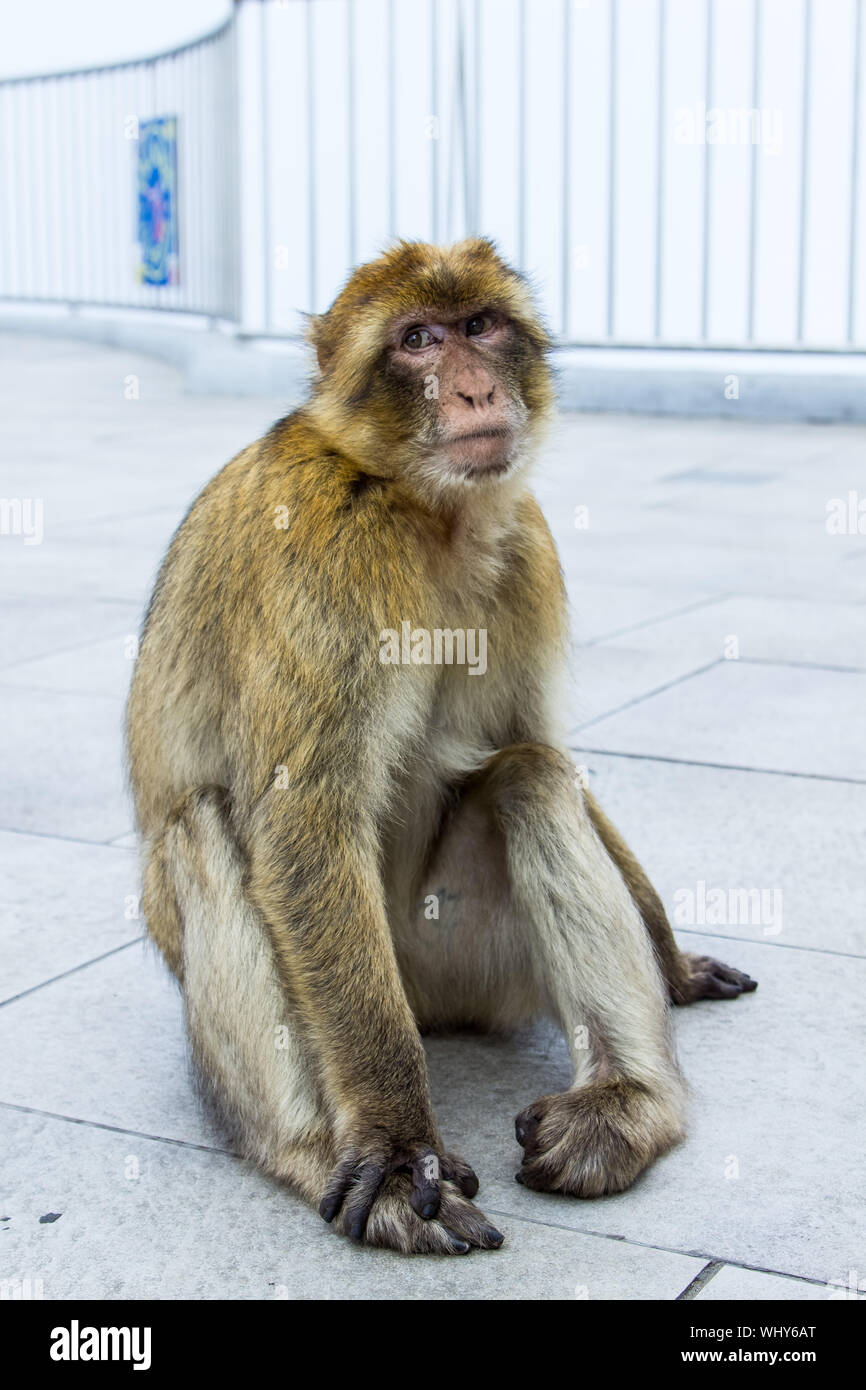 Monkey in the street hi-res stock photography and images - Alamy