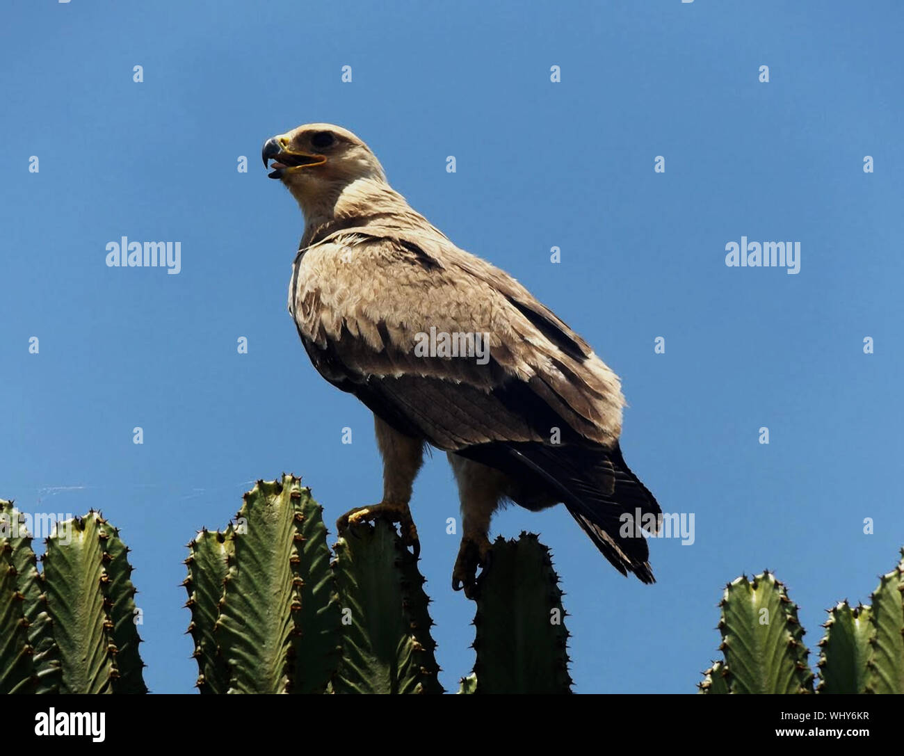 Feathered legs hi-res stock photography and images - Alamy