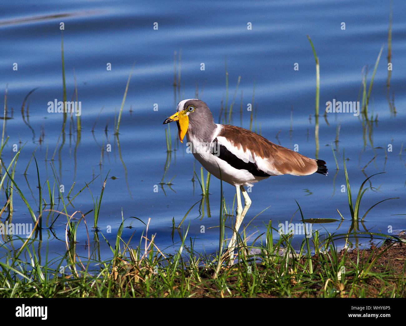 Bird carpal spur hi-res stock photography and images - Alamy