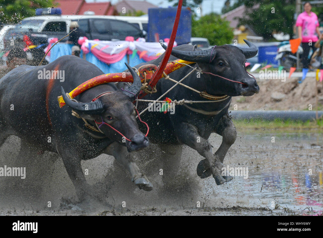 American animal racing hi-res stock photography and images - Alamy