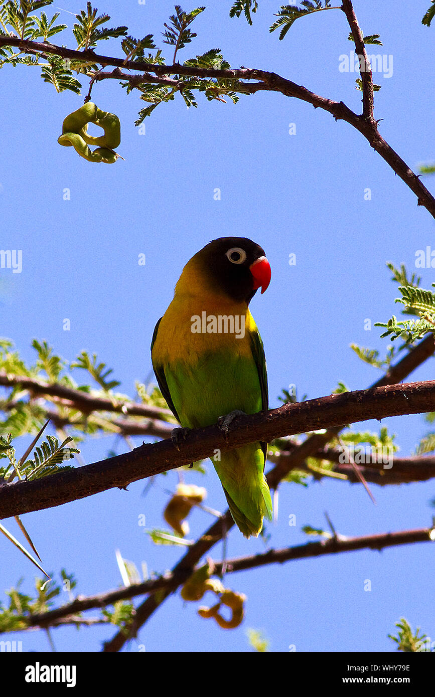 These bright and noisy members of the Parrot family are common in ...