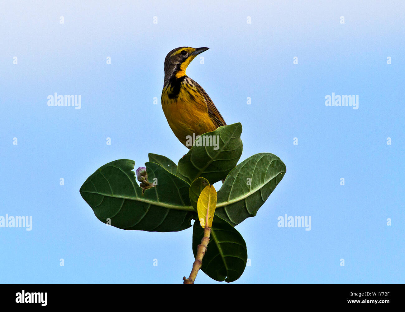 The Yellow-throated Longclaw is a bird of dry grasslands and simialr to ...