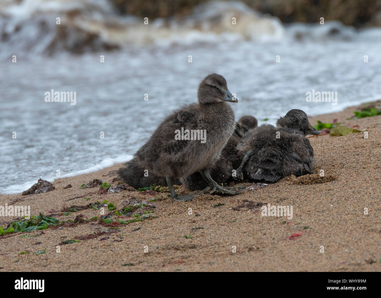 Common eider (Somateria mollissima) adults and young in family creche ...