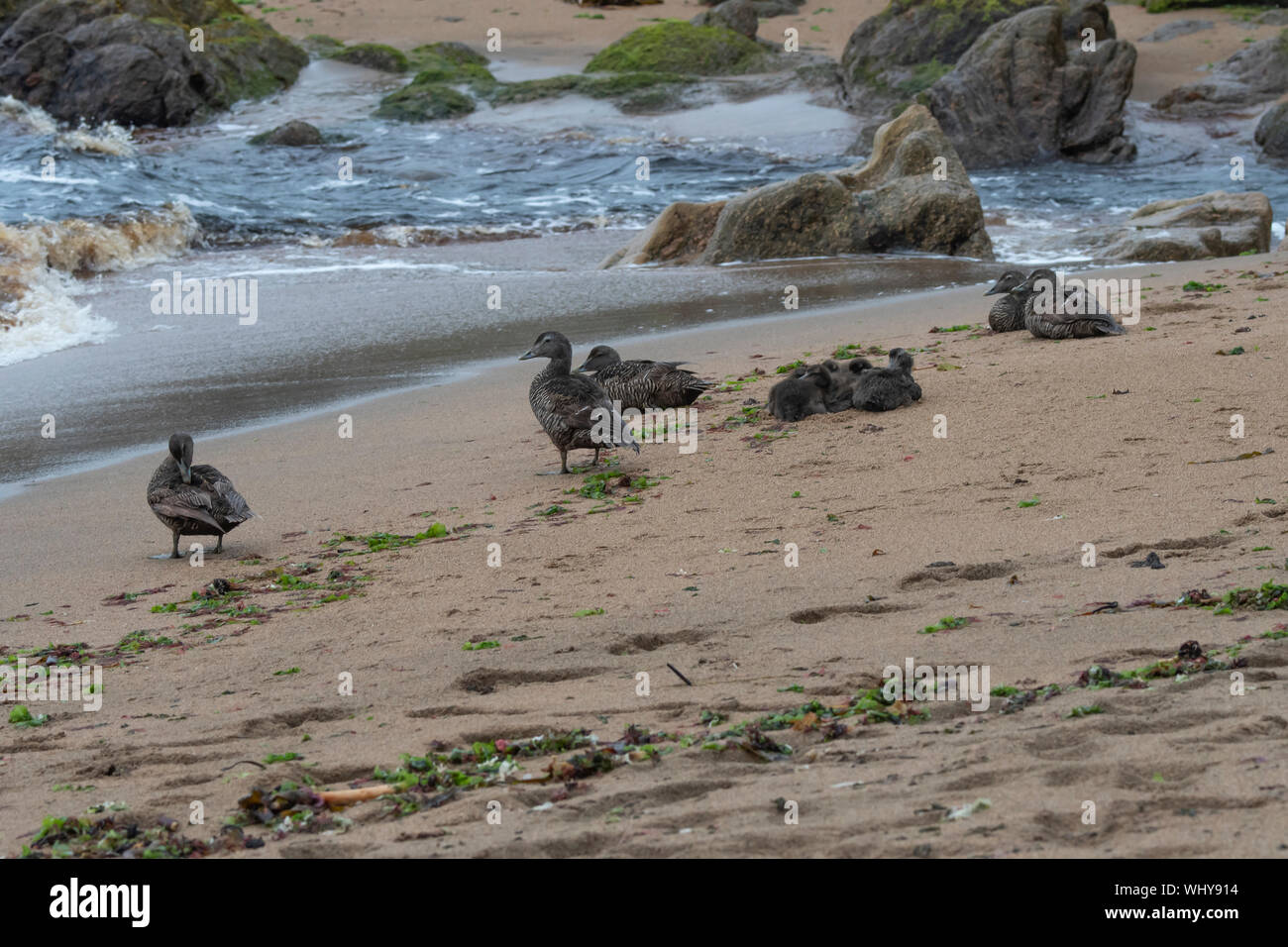 Common eider (Somateria mollissima) adults and young in family creche ...