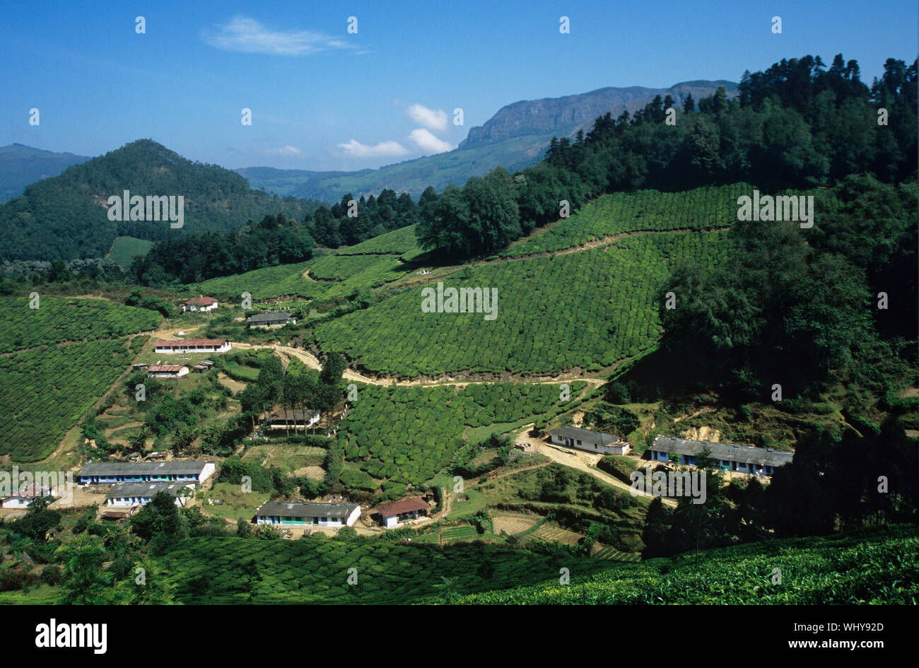 Tea plantation elevated view Stock Photo - Alamy