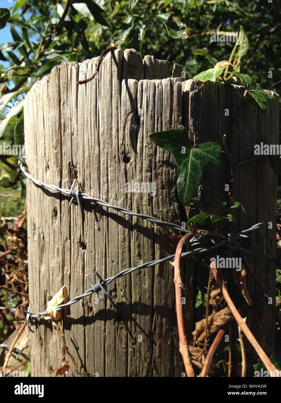 Ivy barbed wire hi-res stock photography and images - Alamy