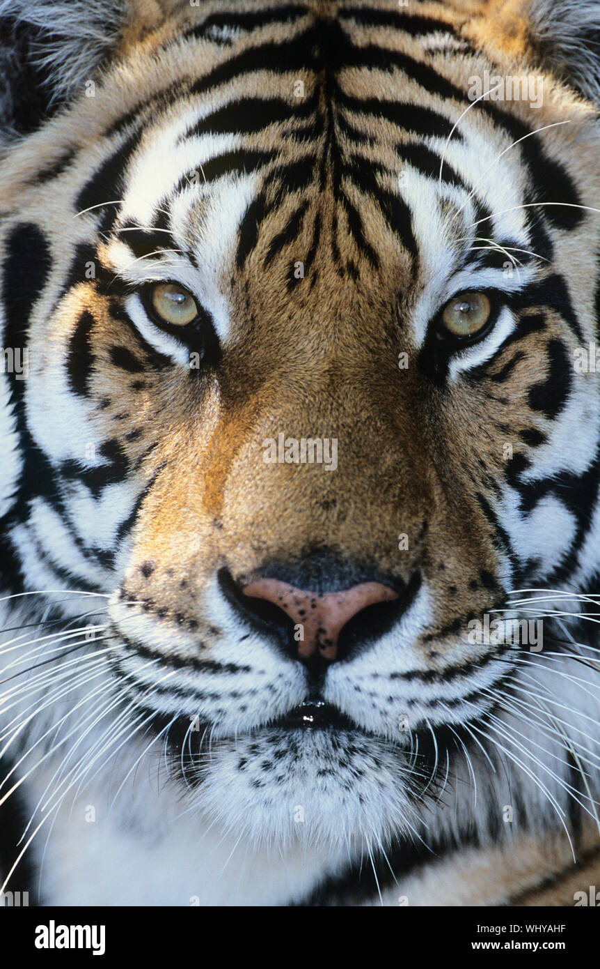 Tiger close-up of face Stock Photo - Alamy
