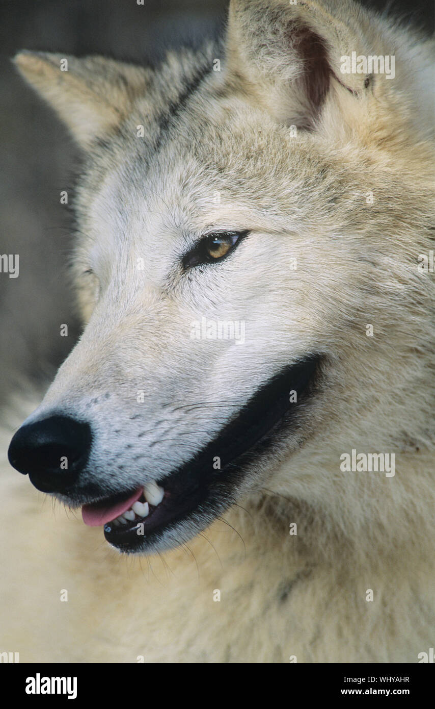 Wolf close-up of head Stock Photo - Alamy