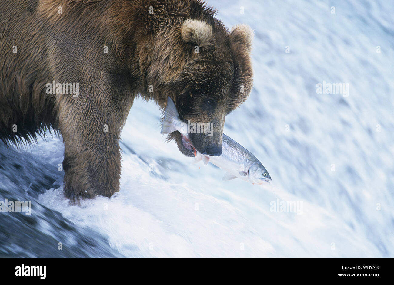 Grizzly bear swimming with fish in mouth Stock Photo - Alamy
